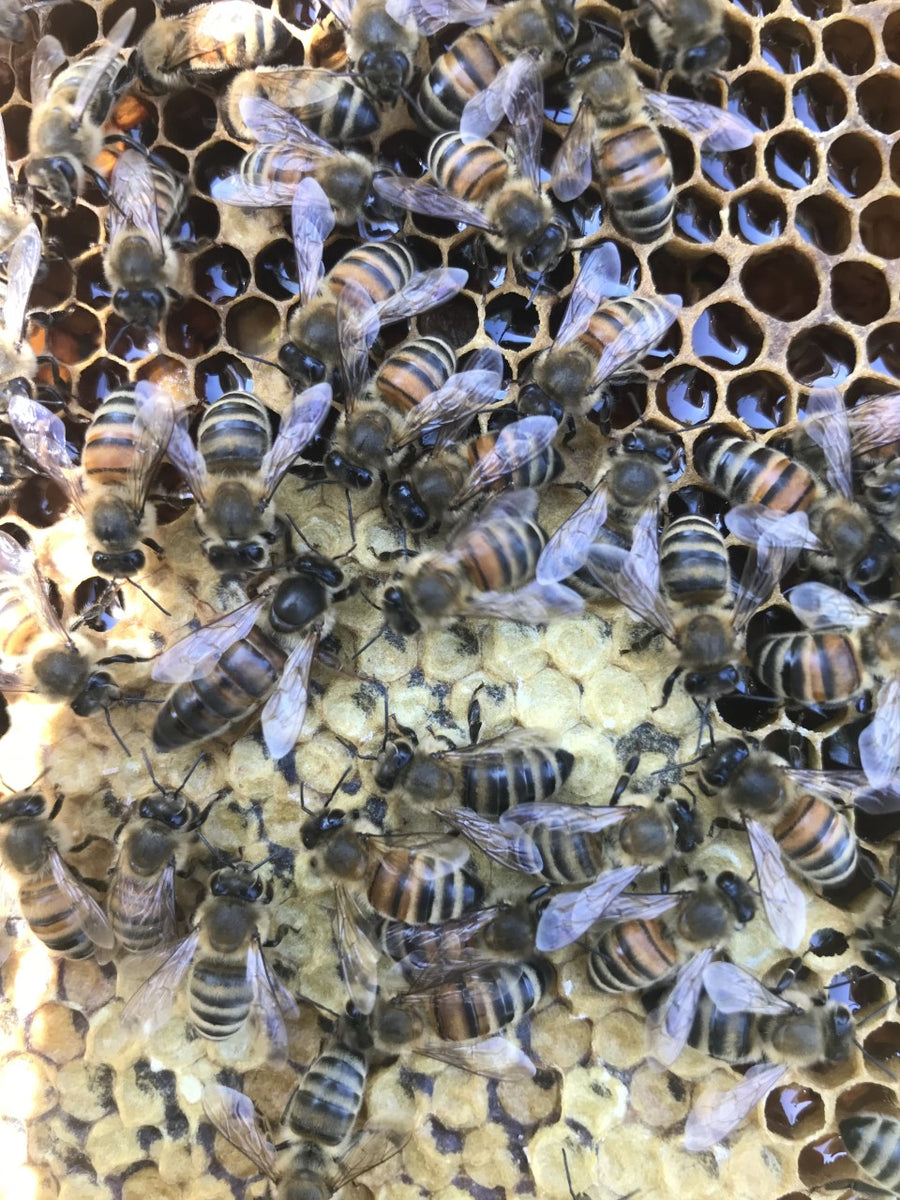 Honeybees – Bee Fabulous Honey