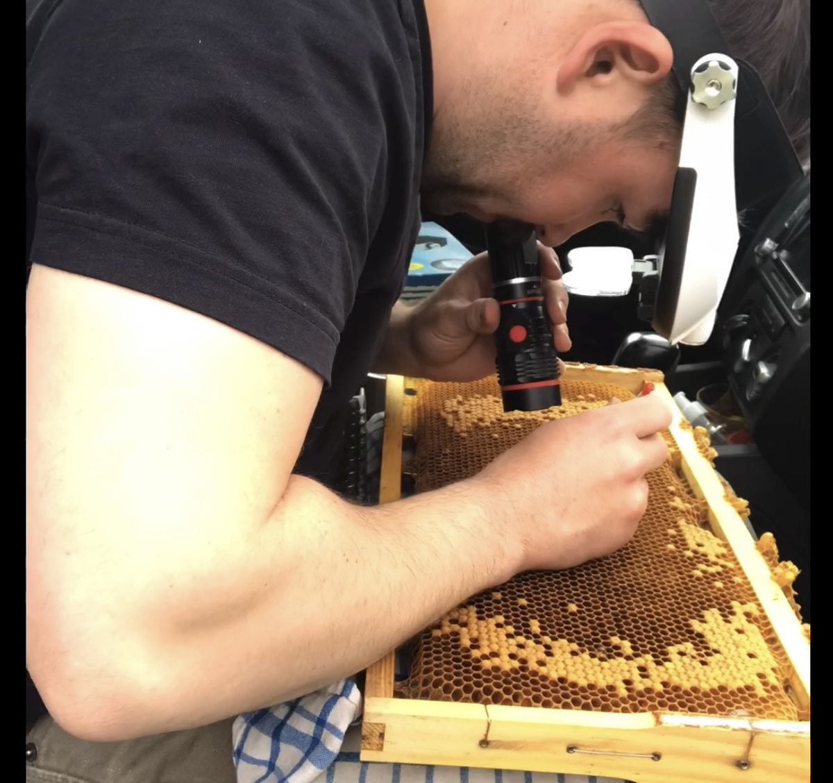 Queen rearing workshop – Bee Fabulous Honey